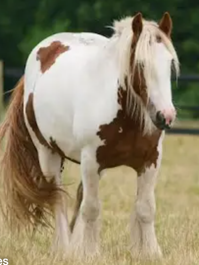 Cob vs Full - What's the difference? – TailCinch Equine Products